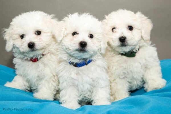 Bichón Boloñés: Origen, cuidados y cómo educarlo - Smylepets