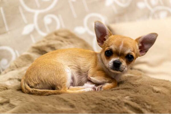 Chihuahua, el perro más pequeño del mundo | Razas de perros | Smylepets