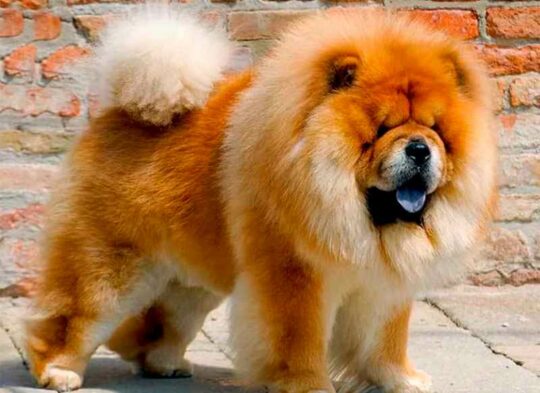 Ficha del Chow Chow: Origen, salud y recomendaciones - Smylepets