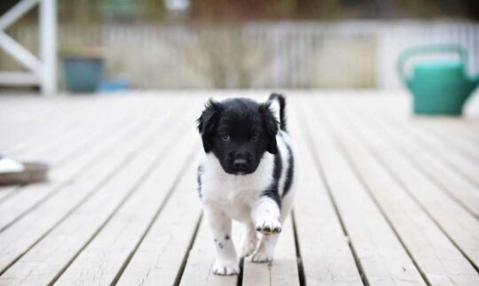 Frisian Pointer: Un cazador para dueños activos | Smylepets