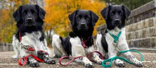 Frisian Pointer: Un cazador para dueños activos | Smylepets