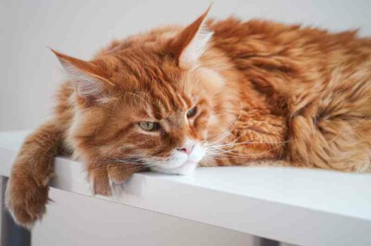 Gato Rojo, una genética felina muy particular | Razas de gatos | Smylepets