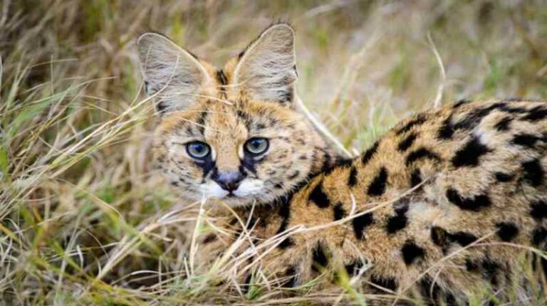 Gato Savannah, el exótico y controvertido Serval doméstico | Smylepets
