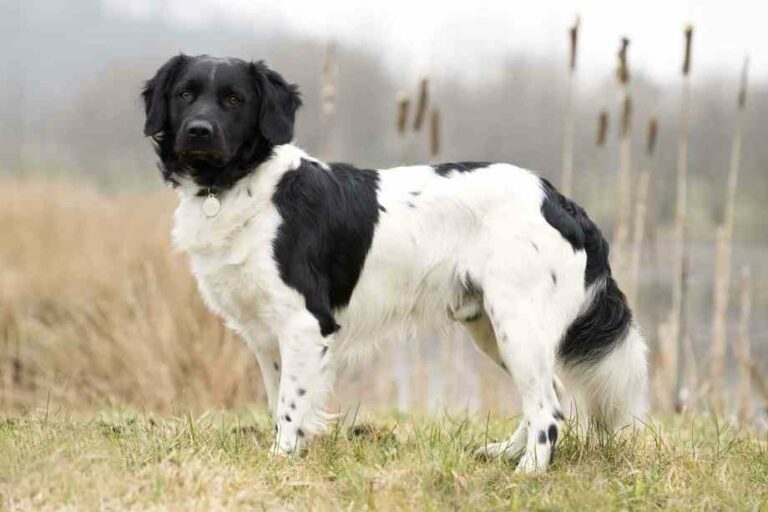 Frisian Pointer: Un cazador para dueños activos | Smylepets