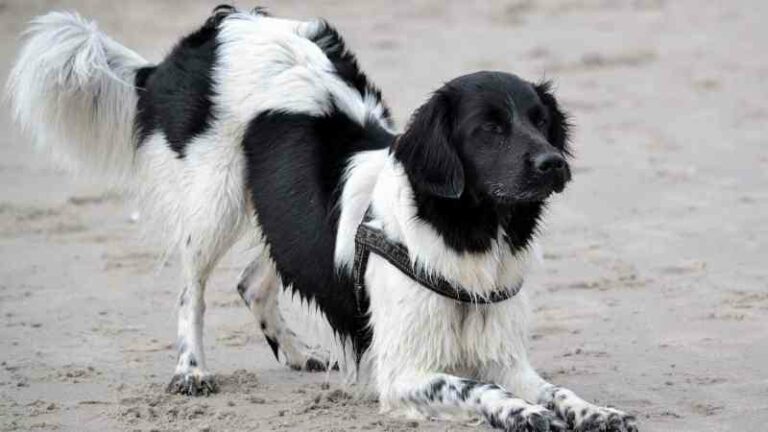Frisian Pointer: Un cazador para dueños activos | Smylepets
