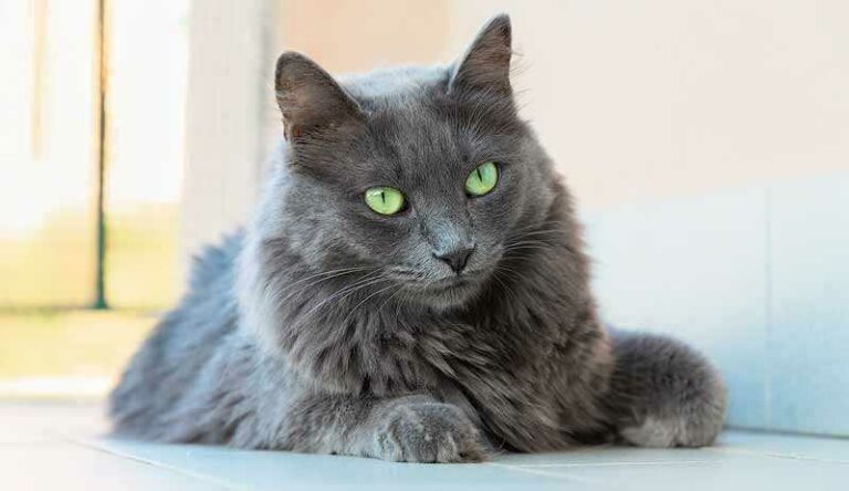 Gato Azul Ruso, un peluche como mascota | Smylepets