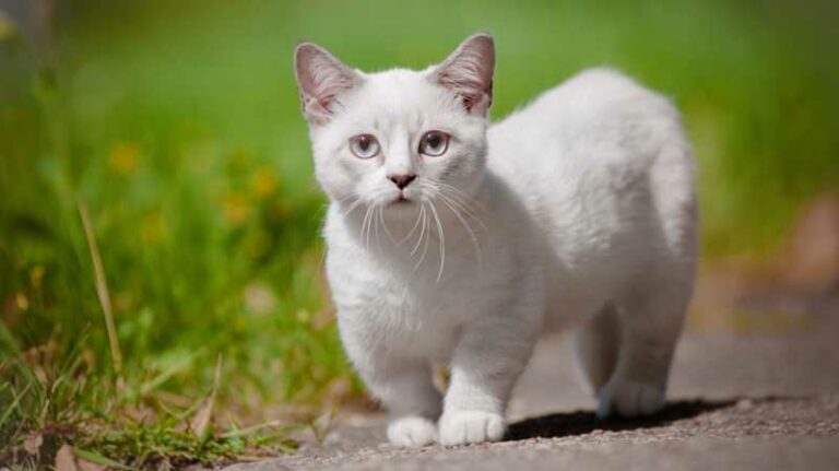 Gato Munchkin, el original felino de patas cortas - Smylepets