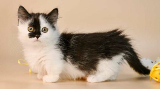 Gato Munchkin, el original felino de patas cortas - Smylepets