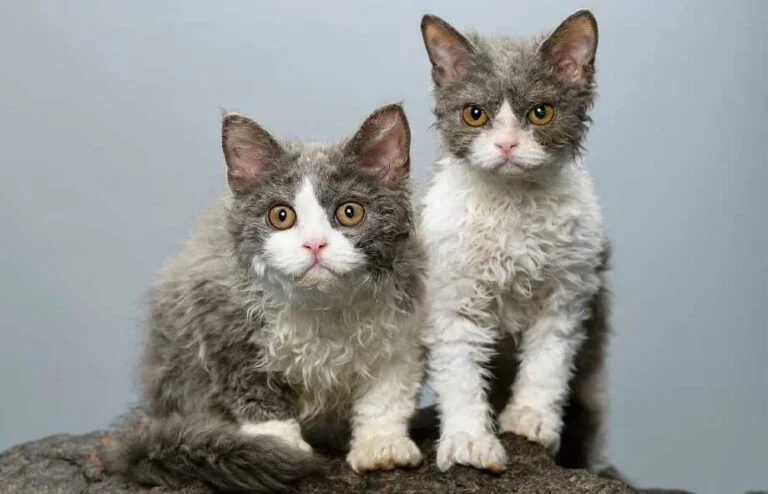 Gato Selkirk Rex, el gato oveja de pelo rizado | Smylepets