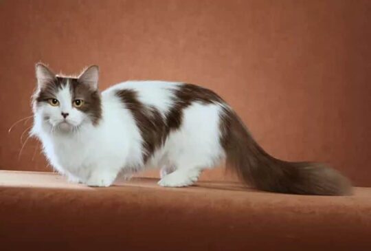 Gato Munchkin, el original felino de patas cortas - Smylepets