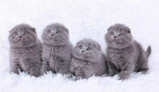 Gato Scottish Fold, la singular raza de orejas plegadas | Smylepets