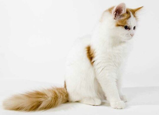 Gato Van Turco, el felino nadador | Razas de gatos | Smylepets