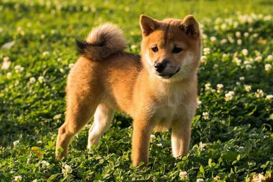 Perros Japoneses: 10 razas increíbles que debes conocer | Smylepets