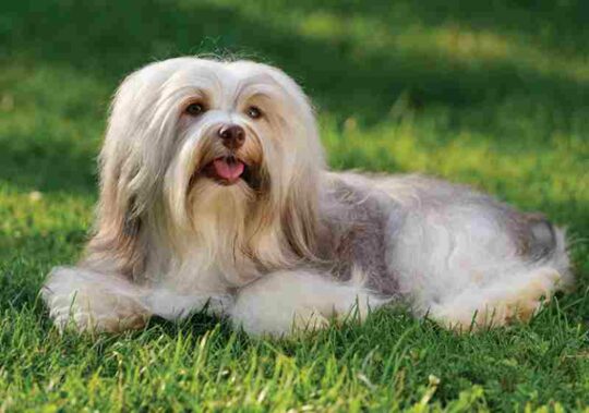 Bichón Habanero: El perro cubano más alegre y divertido | Smylepets