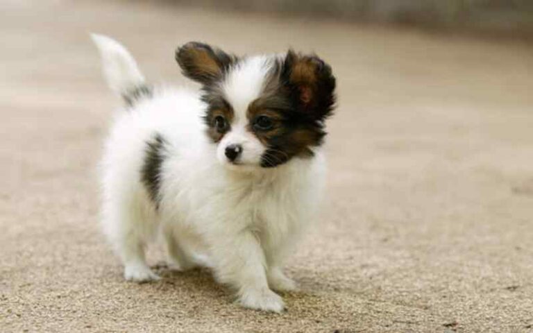 Papillón, el perro sofisticado con orejas en forma de mariposa | Smylepets