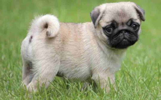 El Carlino: Todo lo que necesitas saber sobre esta raza | Smylepets