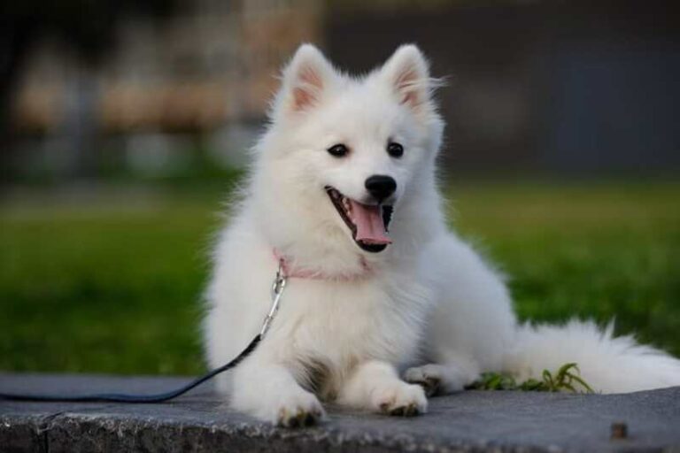 Perros Japoneses: 10 razas increíbles que debes conocer | Smylepets