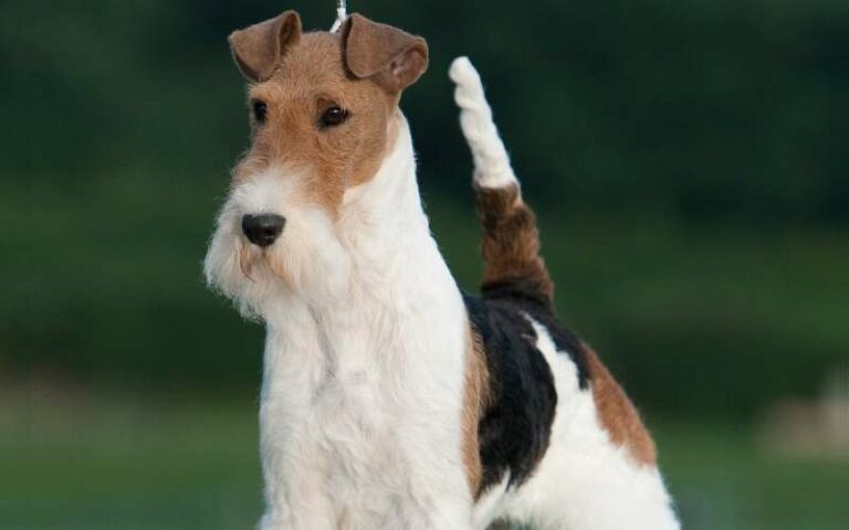 Fox Terrier de pelo duro, un cazador alegre y familiar | Smylepets