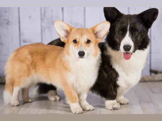 Corgi: Carácter, historia y consejos de cuidado | Smylepets