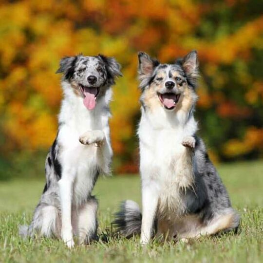 Colores del Border Collie: Lista de colores admitidos | Smylepets