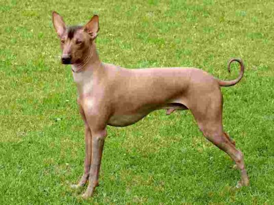 Perros sin pelo: 4 razas exóticas y cómo cuidar su piel | Smylepets