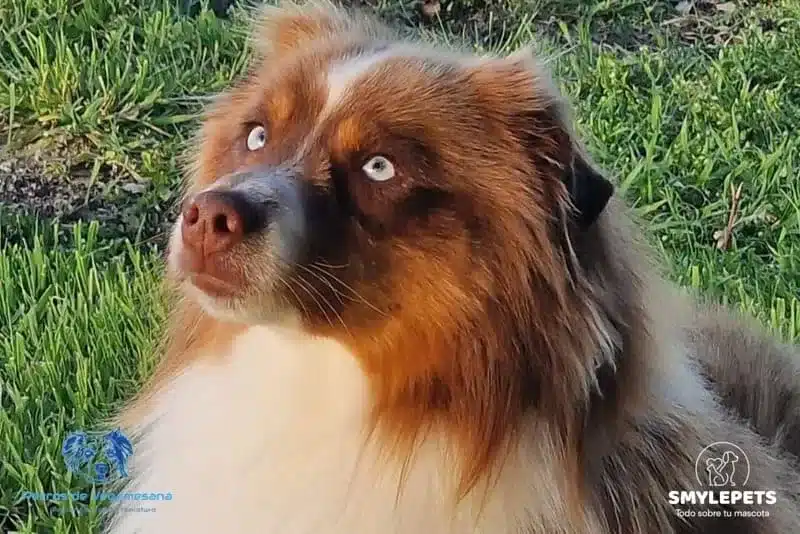 Pastor Americano Miniatura, el pequeño y vivaz australiano | Smylepets