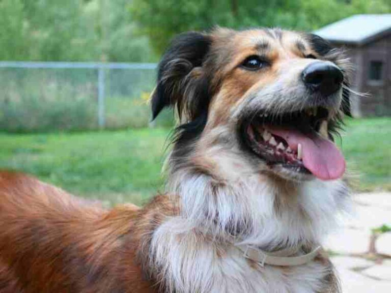 Cruces de Border Collie: 10 Híbridos singulares | Smylepets