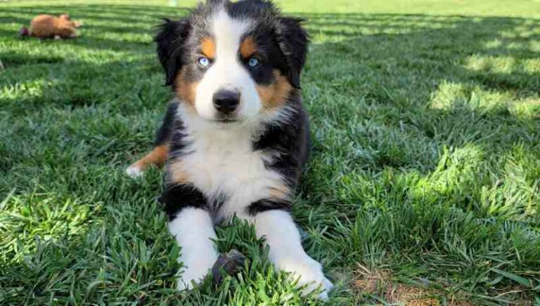 Pastor Americano Miniatura, el pequeño y vivaz australiano | Smylepets