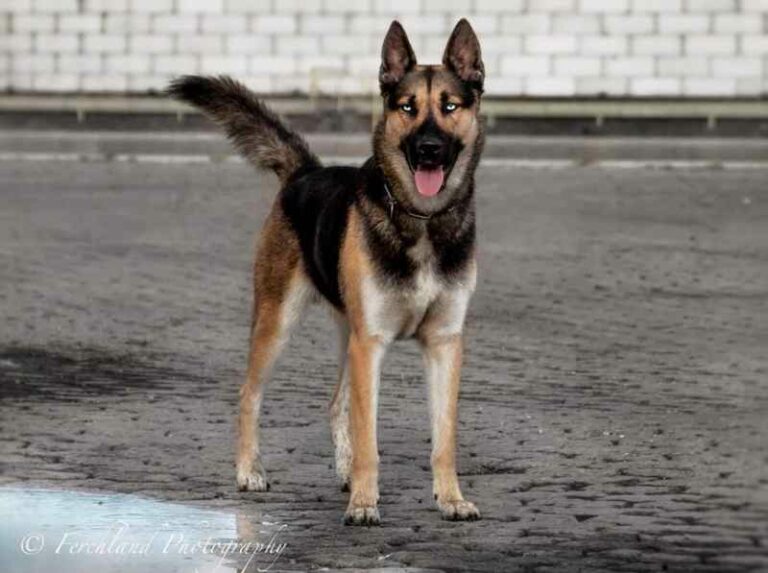 Cruces de Pastor Belga Malinois: Amigos leales y protectores | Smylepets