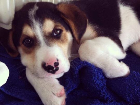 Cruces de Siberian Husky: 8 Mini Husky de bolsillo | Smylepets (o casi)