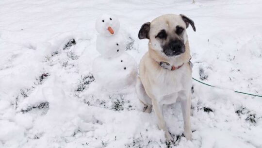 Cruces de Siberian Husky: 8 Mini Husky de bolsillo | Smylepets (o casi)