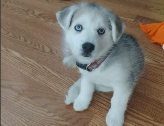 Cruces de Siberian Husky: 8 Mini Husky de bolsillo | Smylepets (o casi)