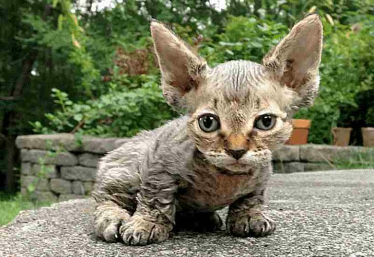 Minskin: El cariñoso gato de patas cortas y tacto de cachemir | Smylepets