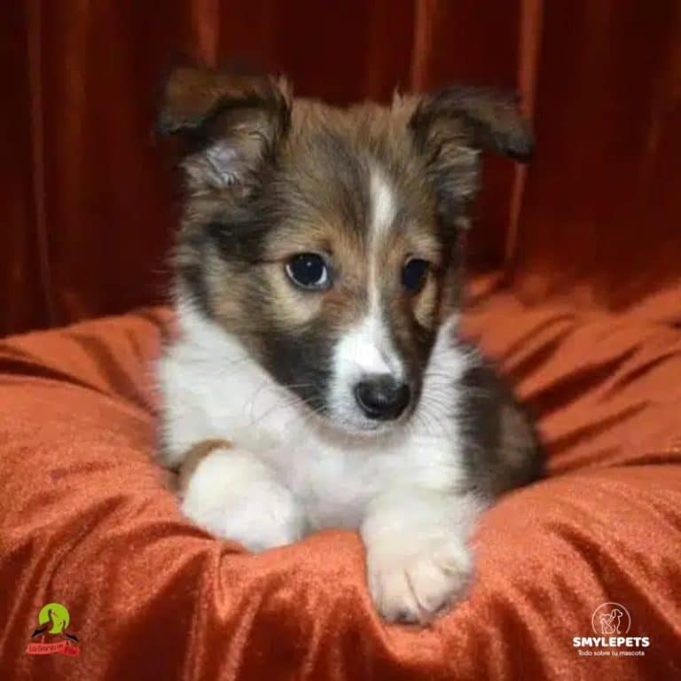 Pastor de las Islas Shetland: Un Collie mini y muy leal | Smylepets