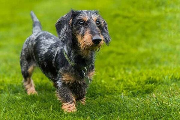 Teckel de pelo duro: Un cazador con gran personalidad | Smylepets