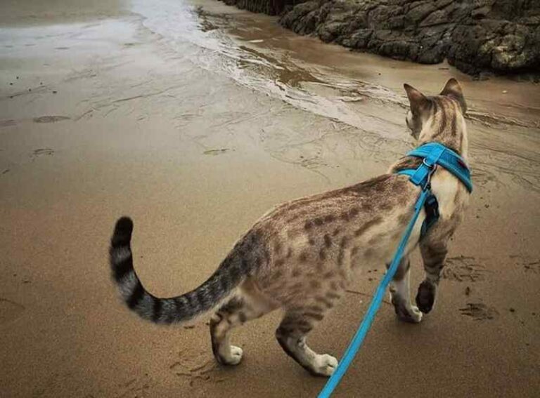 Cheetoh: Un gato con apariencia salvaje pero muy sociable | Smylepets