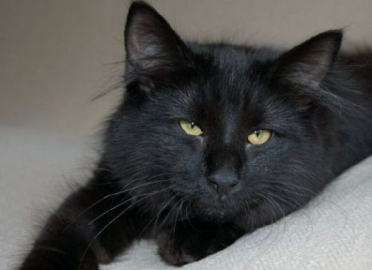 Gatos negros: 8 Razas enigmáticas con muy buena suerte | Smylepets