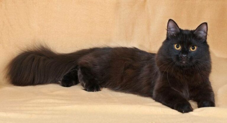 Gatos negros: 8 Razas enigmáticas con muy buena suerte | Smylepets