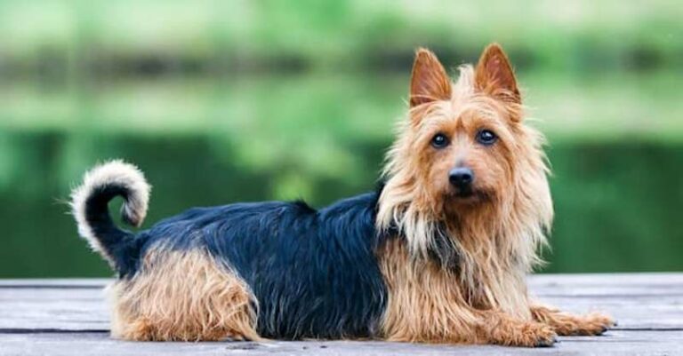 11 Perros Australianos: Razas nativas con un estilo singular | Smylepets
