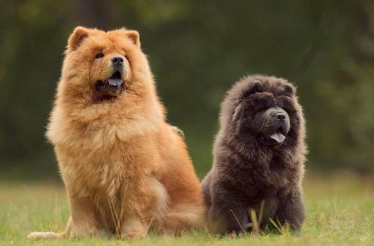 Perros caros: Razas más deseadas y otros canes exclusivos | Smylepets