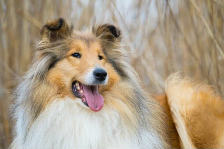 Perros de pelo largo: 10 Razas elegantes que te conquistarán | Smylepets