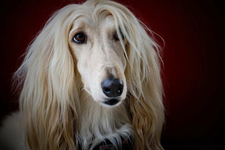 Perros De Pelo Largo 10 Razas Elegantes Que Te Conquistarán Smylepets