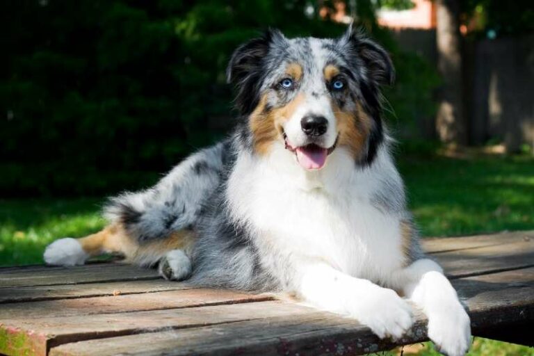 Perros de pelo largo: 10 Razas elegantes que te conquistarán | Smylepets