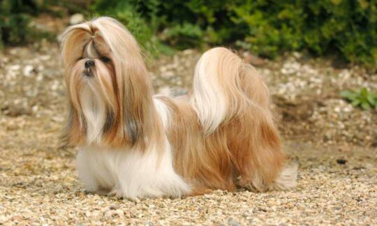 Perros de pelo largo: 10 Razas elegantes que te conquistarán | Smylepets