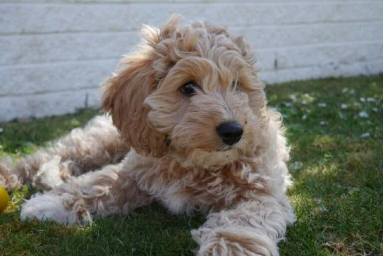 Cavapoo: Un pequeño híbrido, cariñoso y de pelaje esponjoso - Smylepets