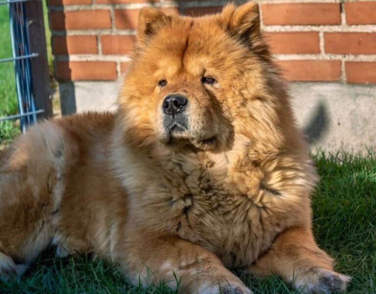 Perros chinos: Razas milenarias exóticas para conocer - Smylepets