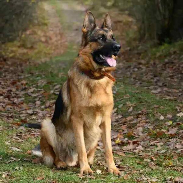 Conoce al Pastor Alemán: Historia, carácter y cuidados | Smylepets