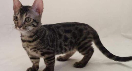 Gatos enanos: 9 Razas de gatos Munchkin de patas cortas | Smylepets