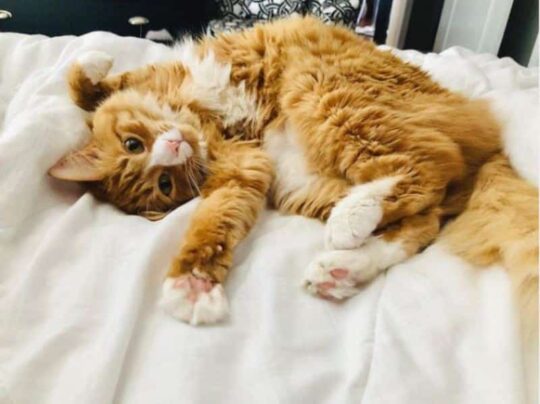Tennessee Rex, un gato único de pelo rizado satinado | Smylepets