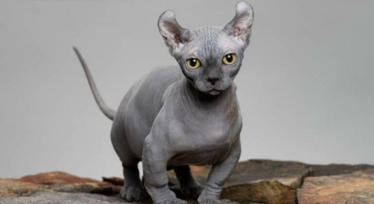 Gatos enanos: 9 Razas de gatos Munchkin de patas cortas | Smylepets